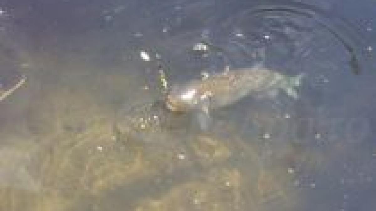 Râul Olt, depozit pentru deşeuri toxice. Sute de eprubete cu sânge ...