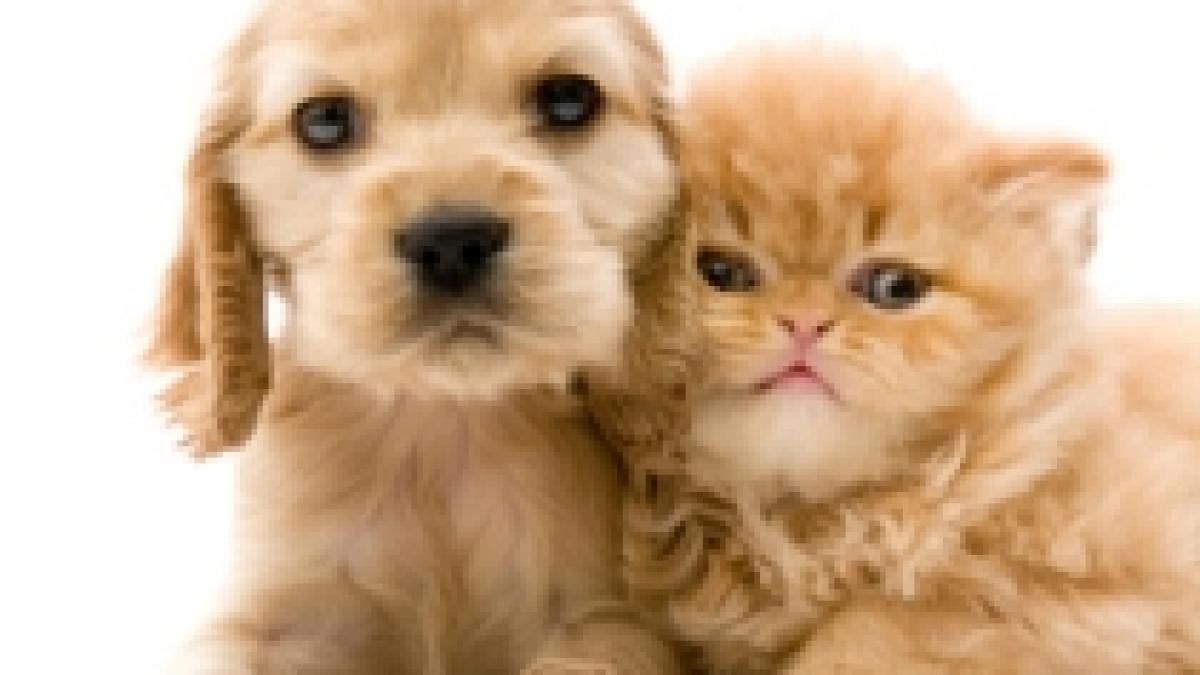 Studiu: Stăpânii de pisici, mai educaţi decât cei de câini