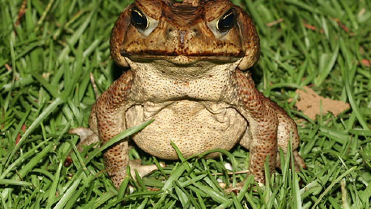 Studiu: Broaştele râioase pot simţi un cutremur cu câteva zile înainte ...