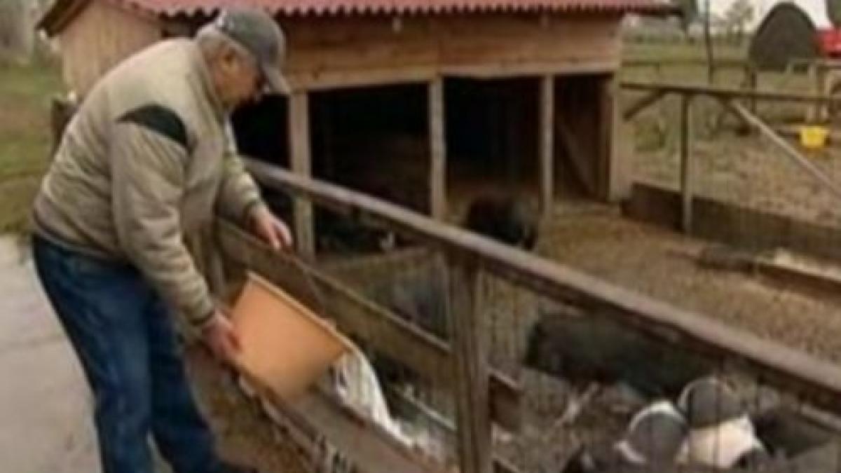Laptele românesc a ajuns hrană pentru porci: Românii beau mai mult ...