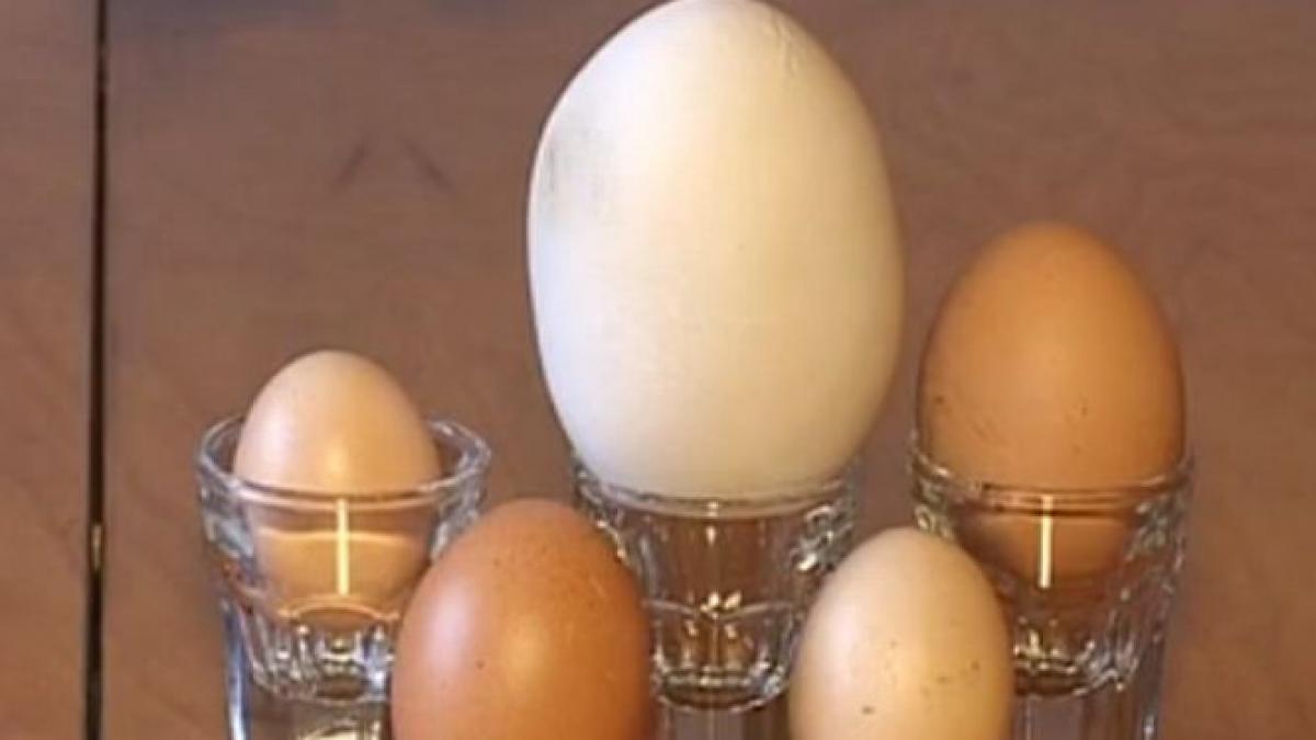 Un ou de găină gigant a fost descoperit într-o gospodărie din Argeş