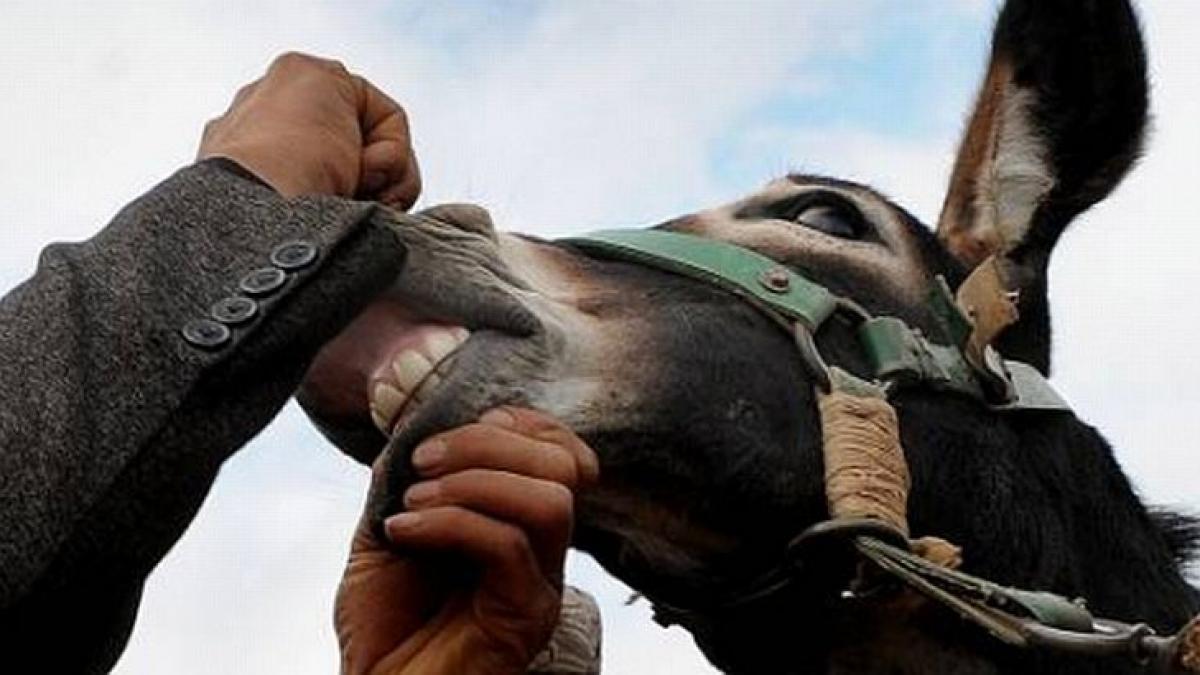 În România a început să se vândă şi carne de MĂGAR în loc de cea de ...