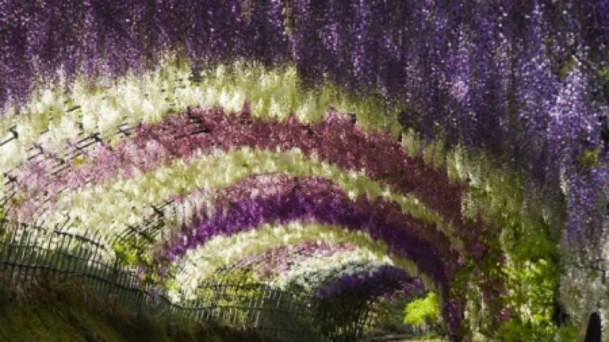 Grădina EDENULUI din inima Transilvaniei. Cine sunt locuitorii ei, care ...