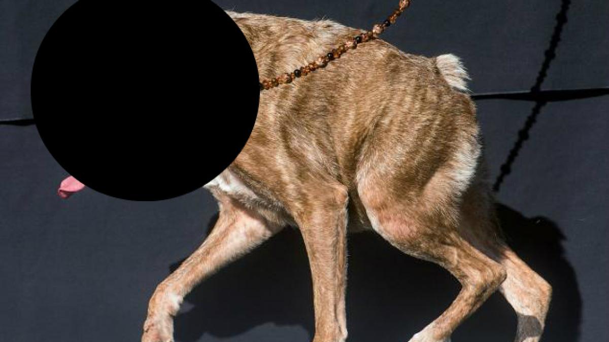 A fost încoronat cel mai urât câine din lume. Cum arată şi ce poveste ...