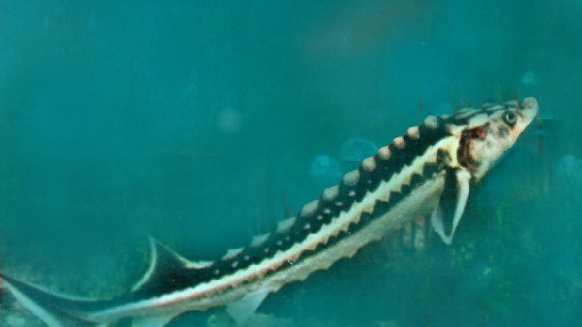 Program de repopulare cu sturioni pe Dunăre