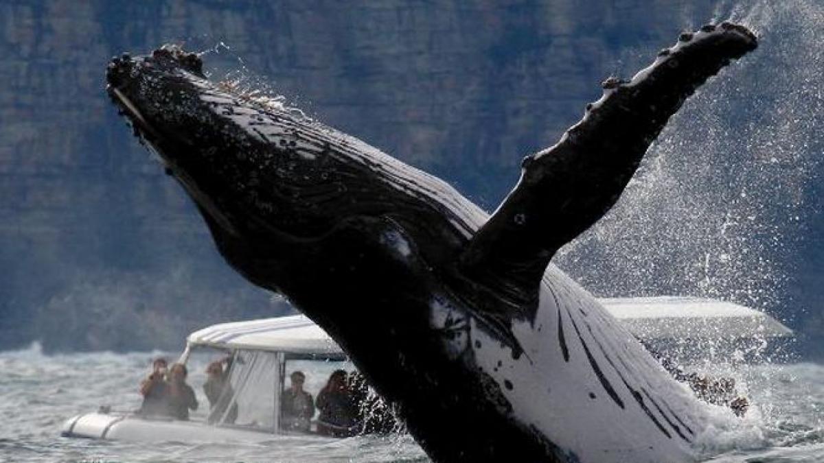 Balena care a cerut ajutorul oamenilor. Şi l-a primit