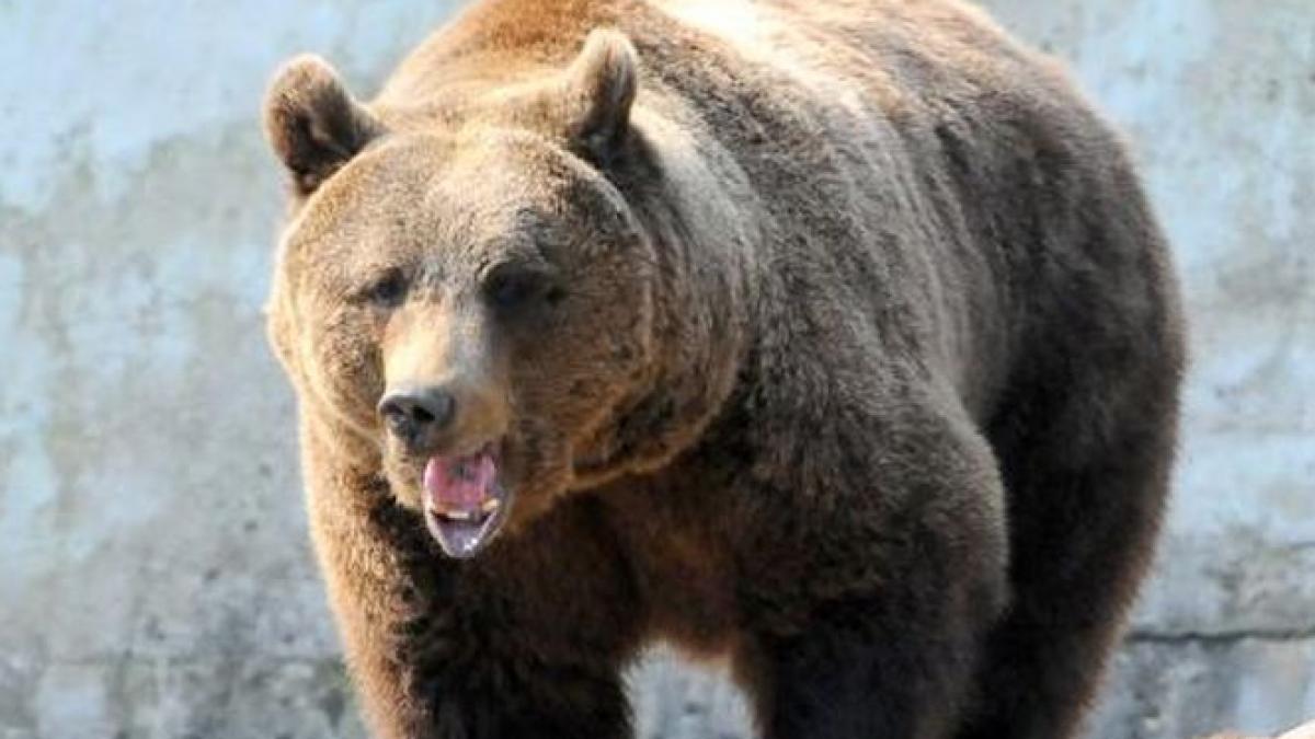 Ce s-a întâmplat cu ursul care a ieșit la plimbare pe străzile din Ploiești