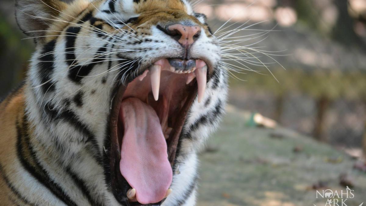 Prietenia care sfidează legile naturii. Ce parteneri de joacă are un ...