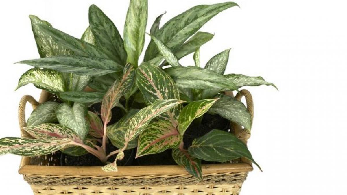 Toţi părinţii trebuie să ştie acest lucru. Ce plante sunt toxice pentru copii