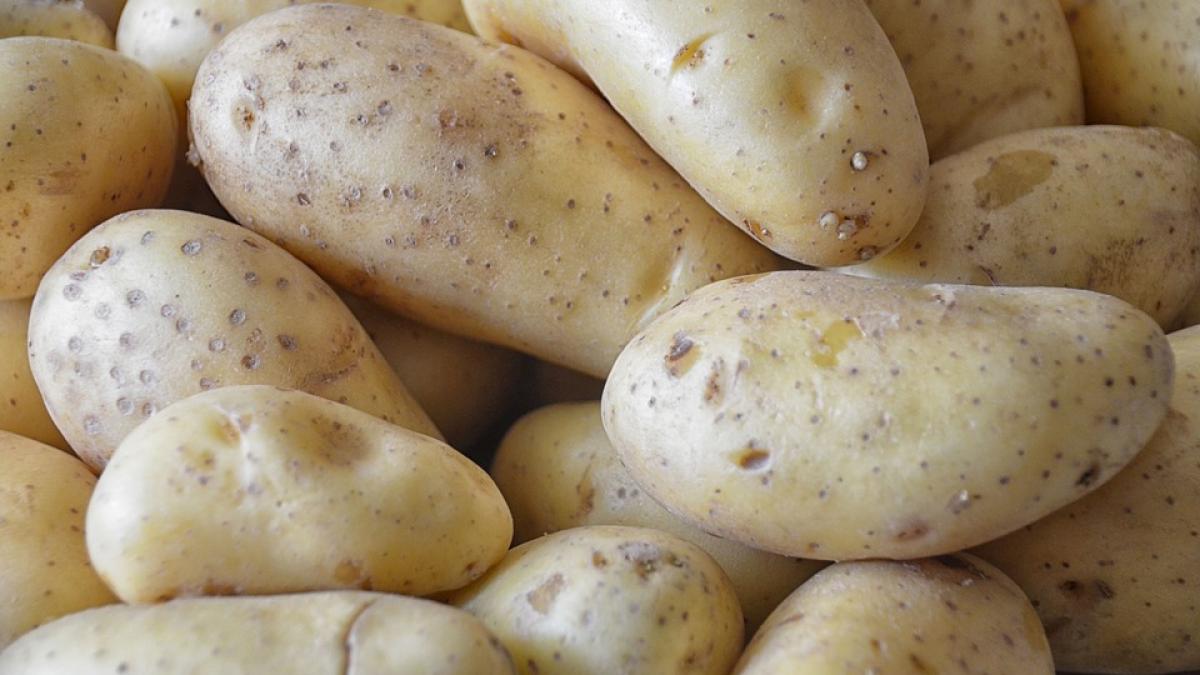 Pericolul din cartofii încolțiți: Conțin o substanță otrăvitoare