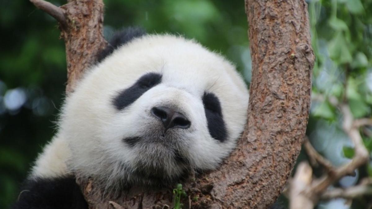Un pui de panda valorează 242 de milioane de dolari. Cum este posibil
