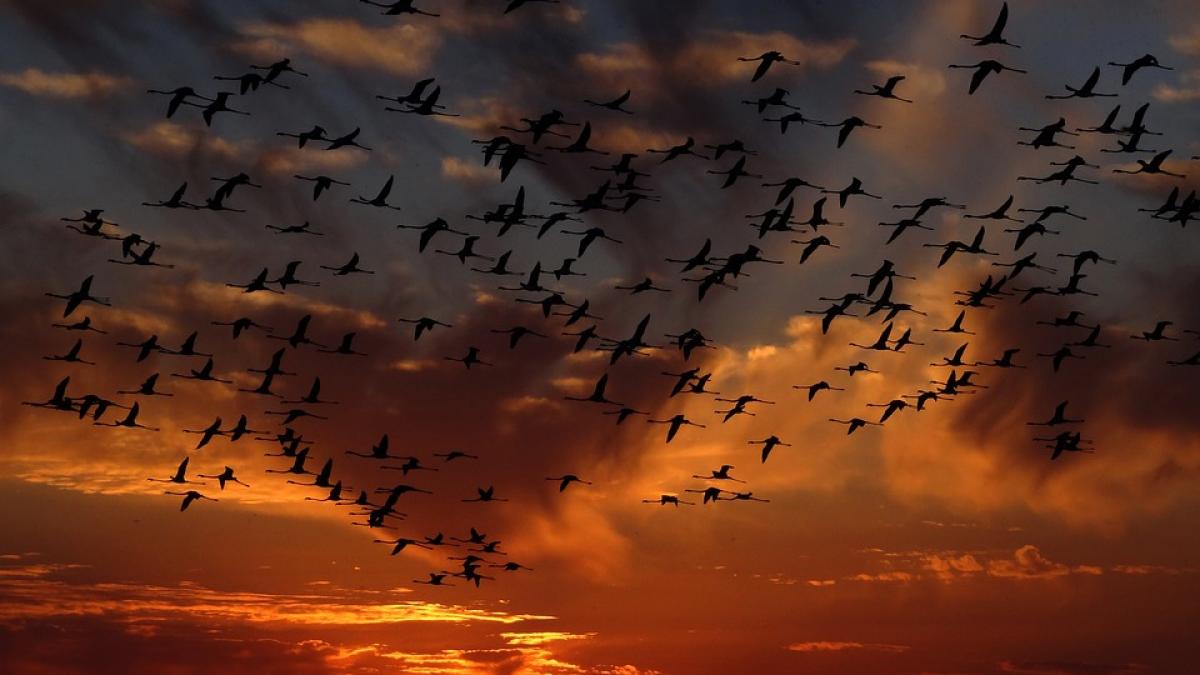 Apariţie exotică în România. Stol de păsări flamingo, în Ialomiţa. De ...