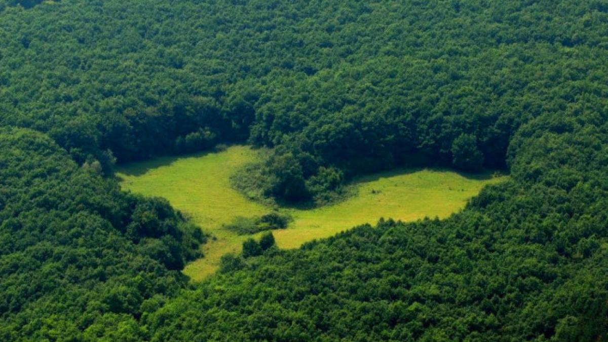 Miracolele României. Inima apărută în mijlocul unei păduri de stejar