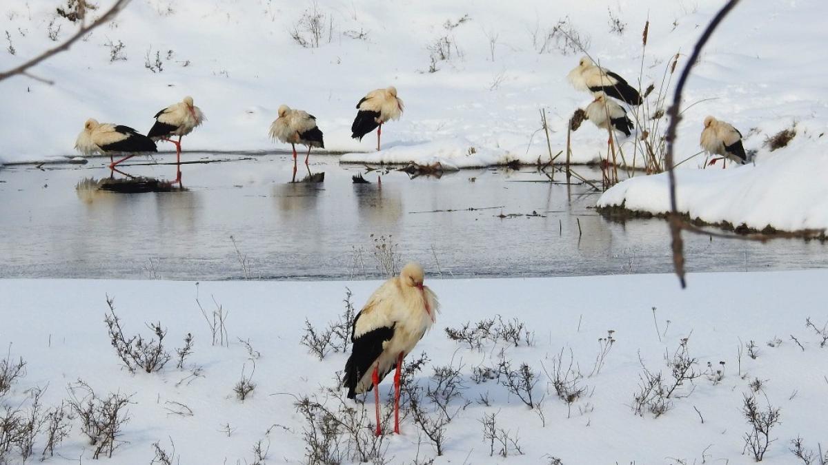 Valul de frig lovește păsările migratoare din România. Uite cum le poți ...