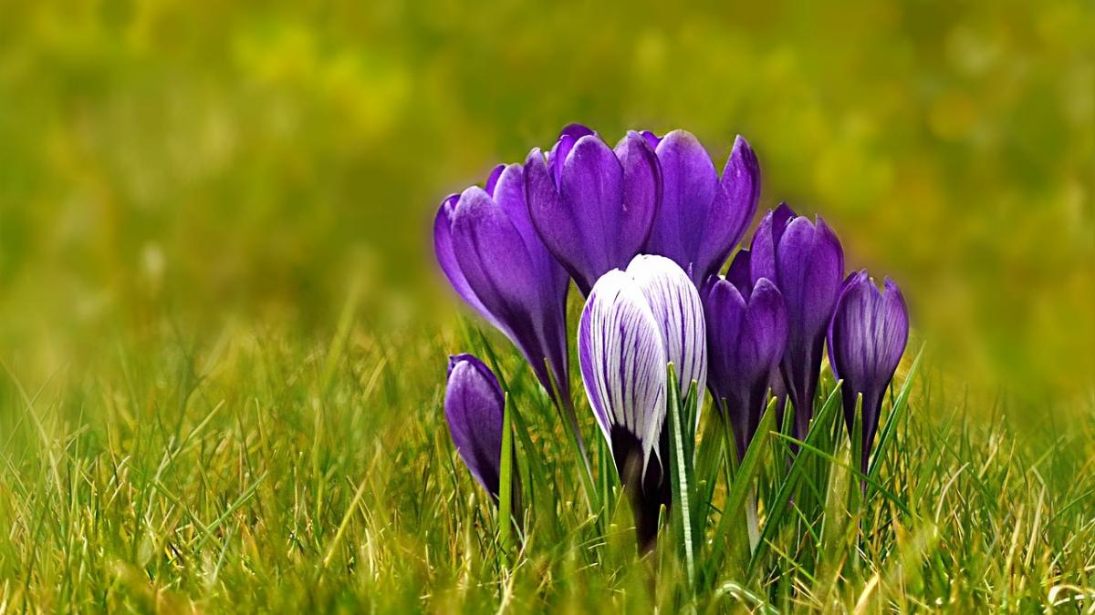 MESAJE DE FLORII. Cele mai inspirate felicitări de Florii pentru ...