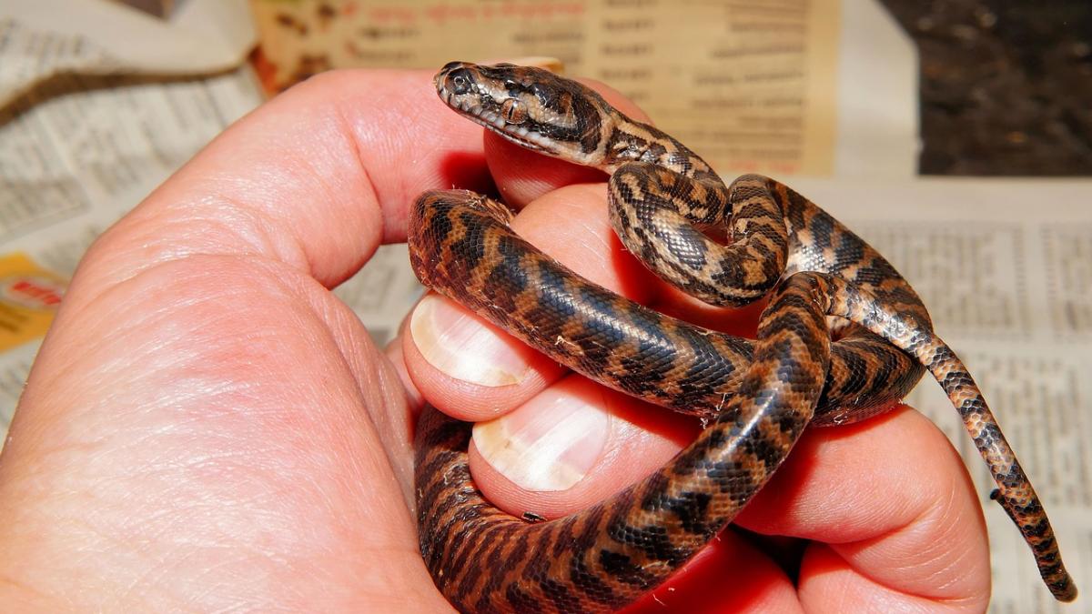 De ce nu e bine să omori şarpele casei. Mituri şi credinţe româneşti