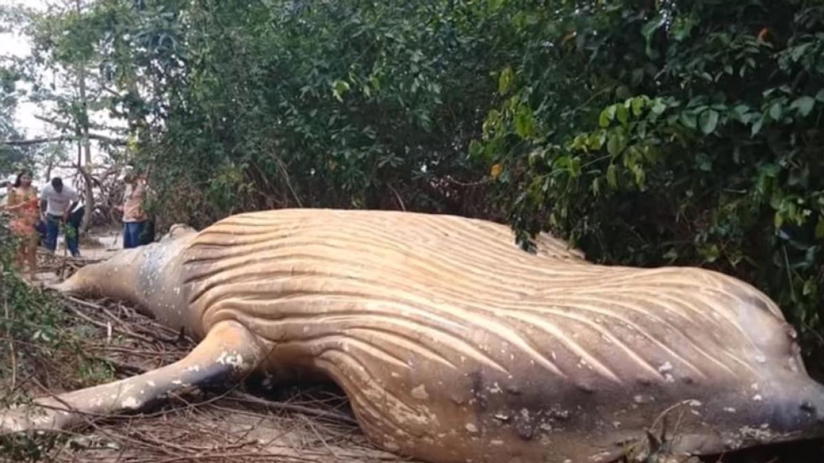 Descoperire șocantă în jungla Amazonului. A fost găsit cadavrul unei ...