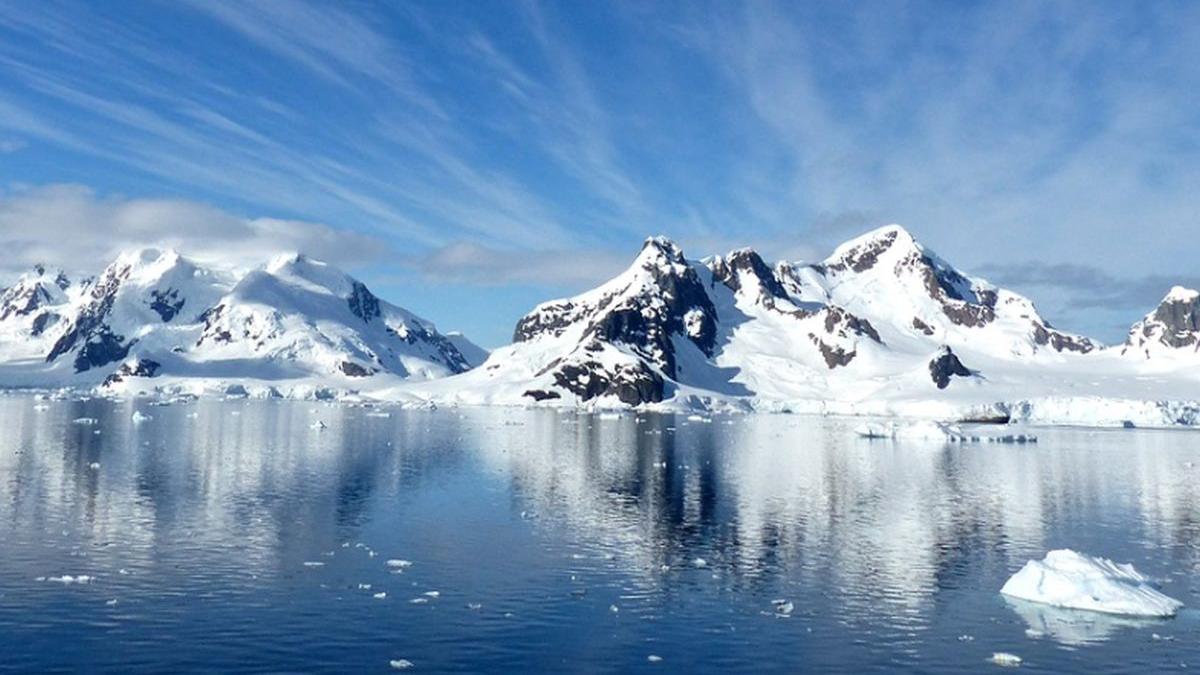 Studiu alarmant. Ce se întâmplă cu focile şi balenele din zona arctică