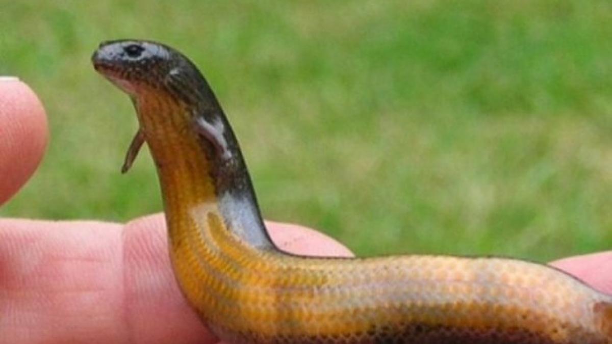 A găsit în casă un vierme cu brațe și s-a hotărat să-l crească. La ...