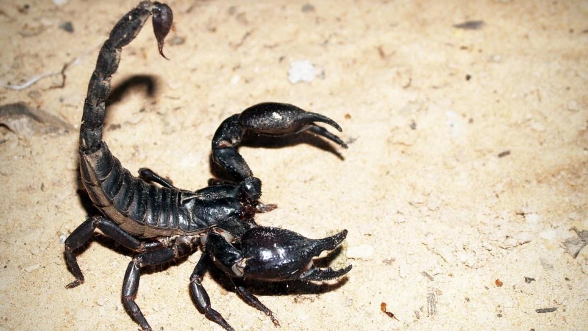 Locul din România în care poți călca pe un scorpion