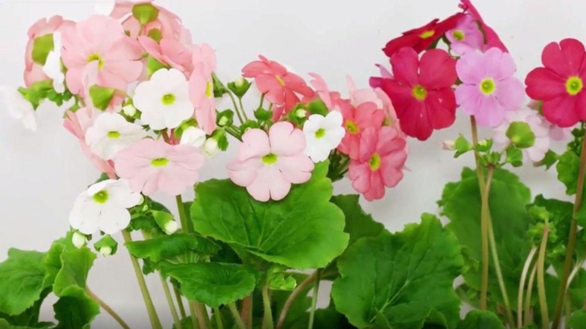 Primula, floarea care anunță primăvara. Cum trebuie să o îngrijim ca să ...