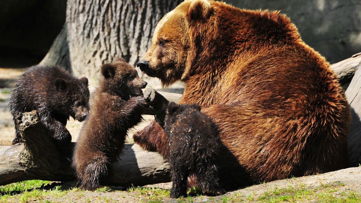 Cinci urși în căutare de hrană au coborât din pădure în zonele locuite ...