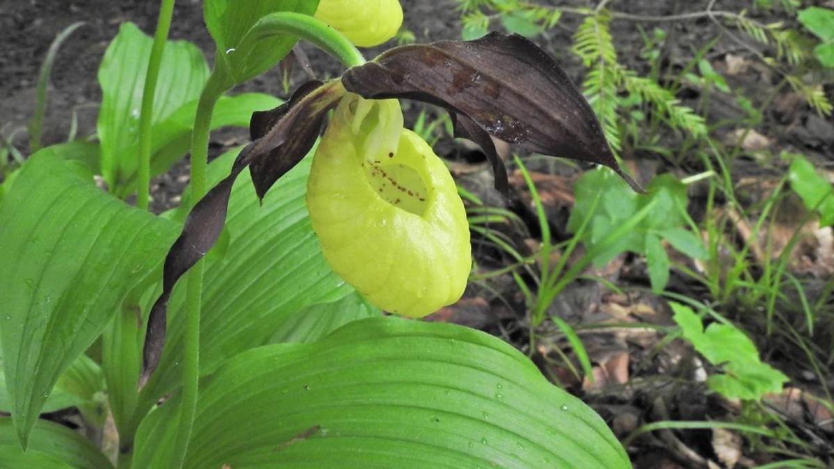 O orhidee sălbatică a înflorit în Parcul Natural Putna, fiind un moment ...