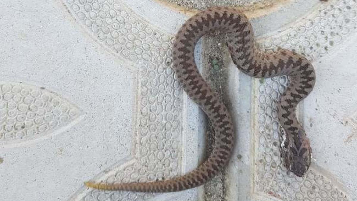 Viperă fotografiată în curtea unei case. Un primar din Arad trage ...