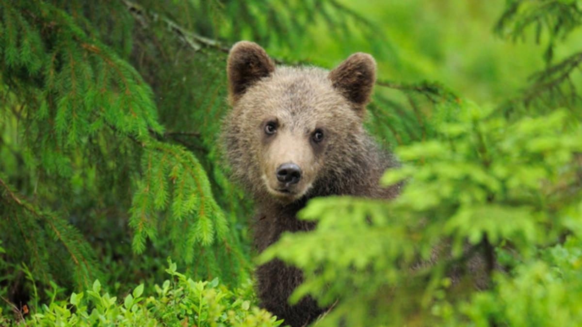 Ursuleți cameramani, în Munții Hășmaș: Imagini din pădure filmate, în ...