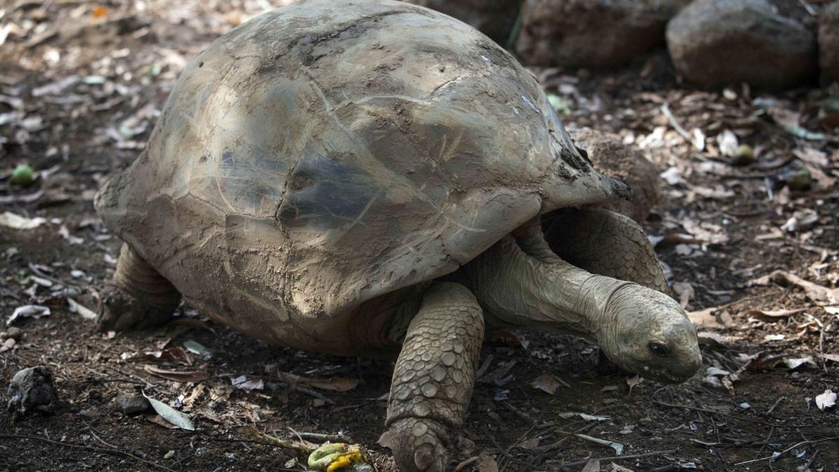 O nouă specie de broască ţestoasă gigant, descoperită printr-o analiză ...