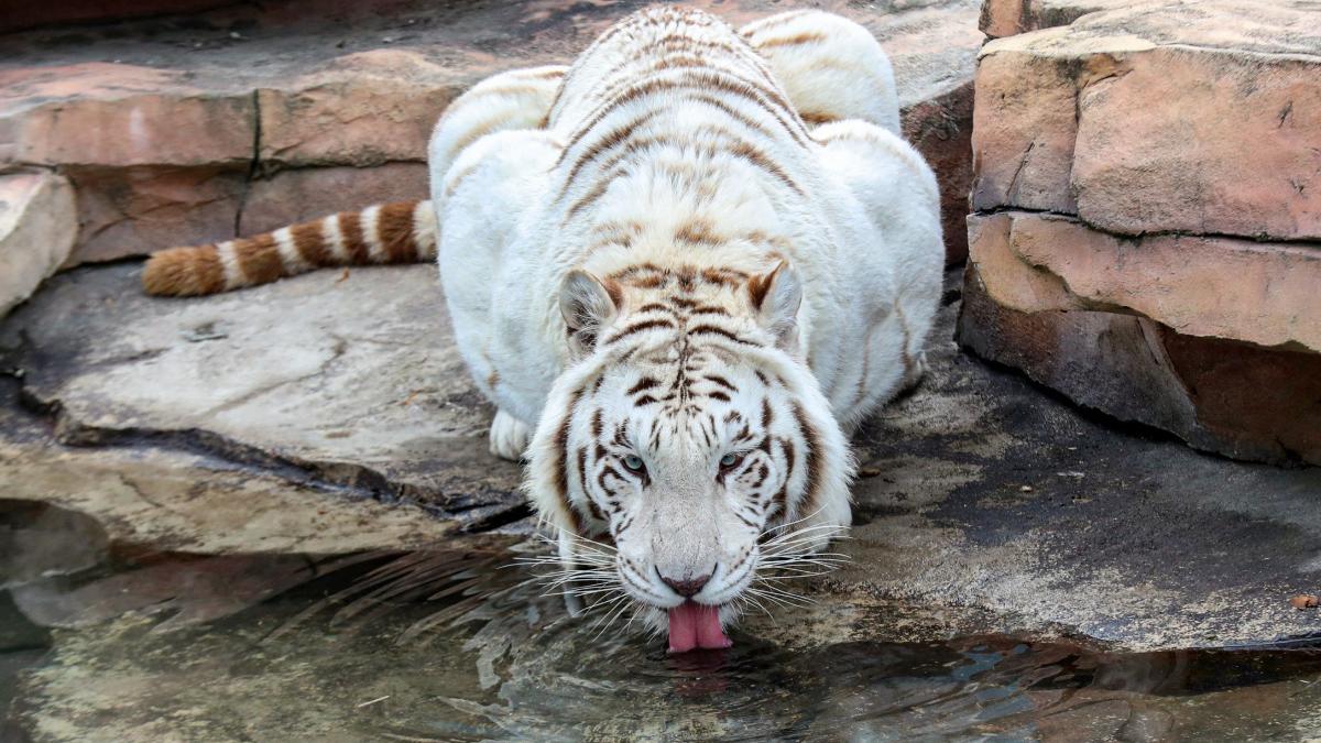 Doi tigri albi bengalezi, în premieră la Grădina Zoologică din Târgu ...