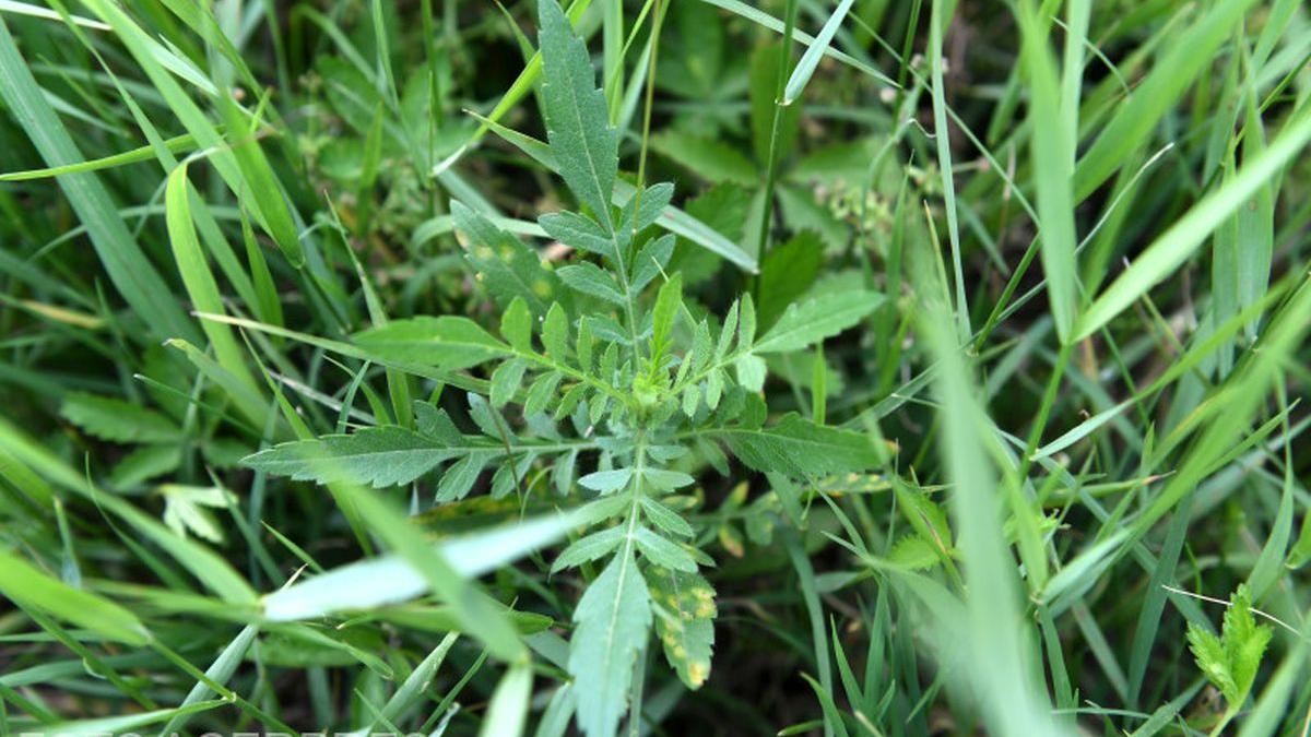 Cum se tratează alergia la ambrozie: ”Efectele se văd încă din primul ...