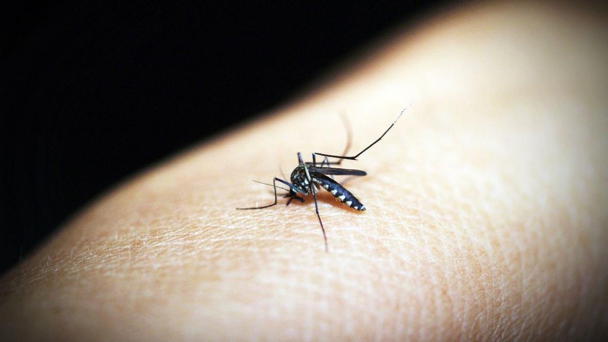 Trucul care te scapă complet de țânțari. Ai nevoie doar de câteva ...