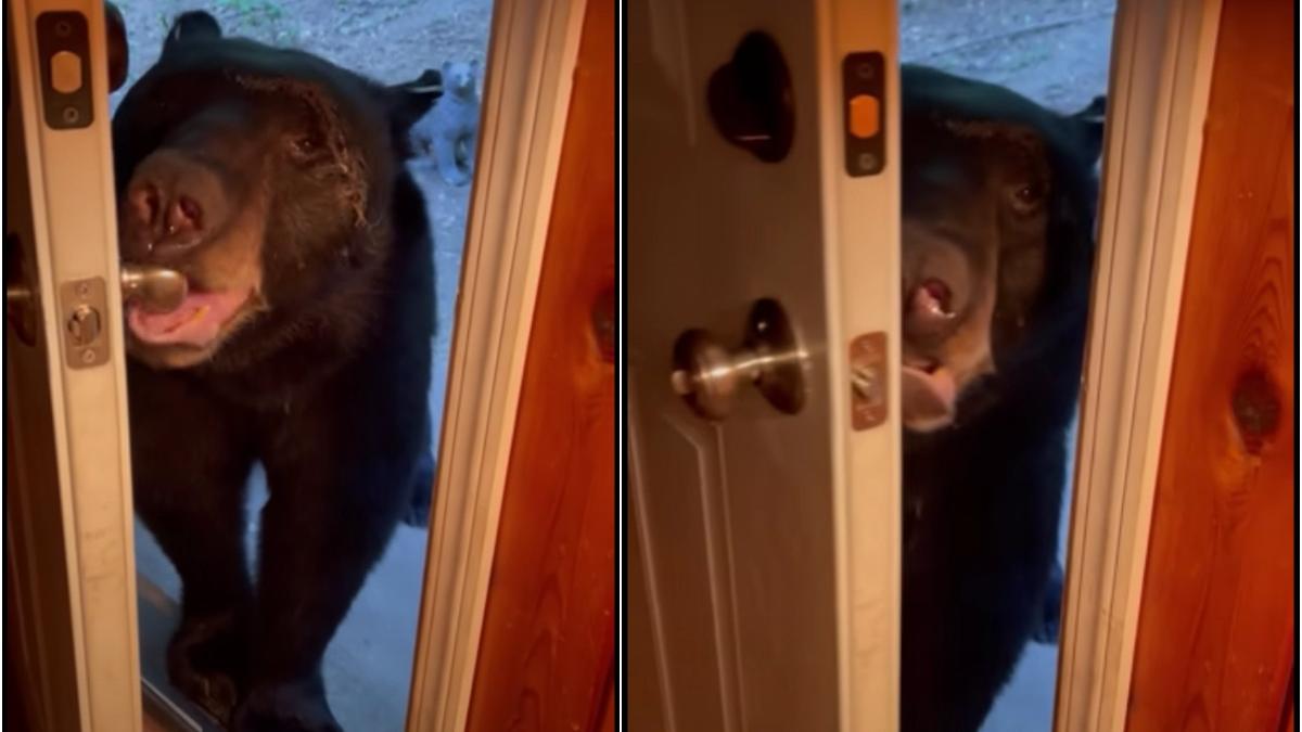 Ursul la nevoie se cunoaște. Imagini virale cu Moș Martin care închide ușa