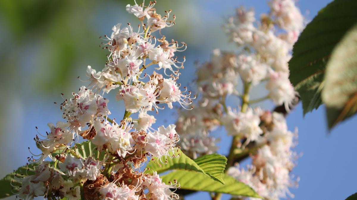 Primăvară în plină toamnă! Copacii din Oradea au înflorit pentru a doua ...