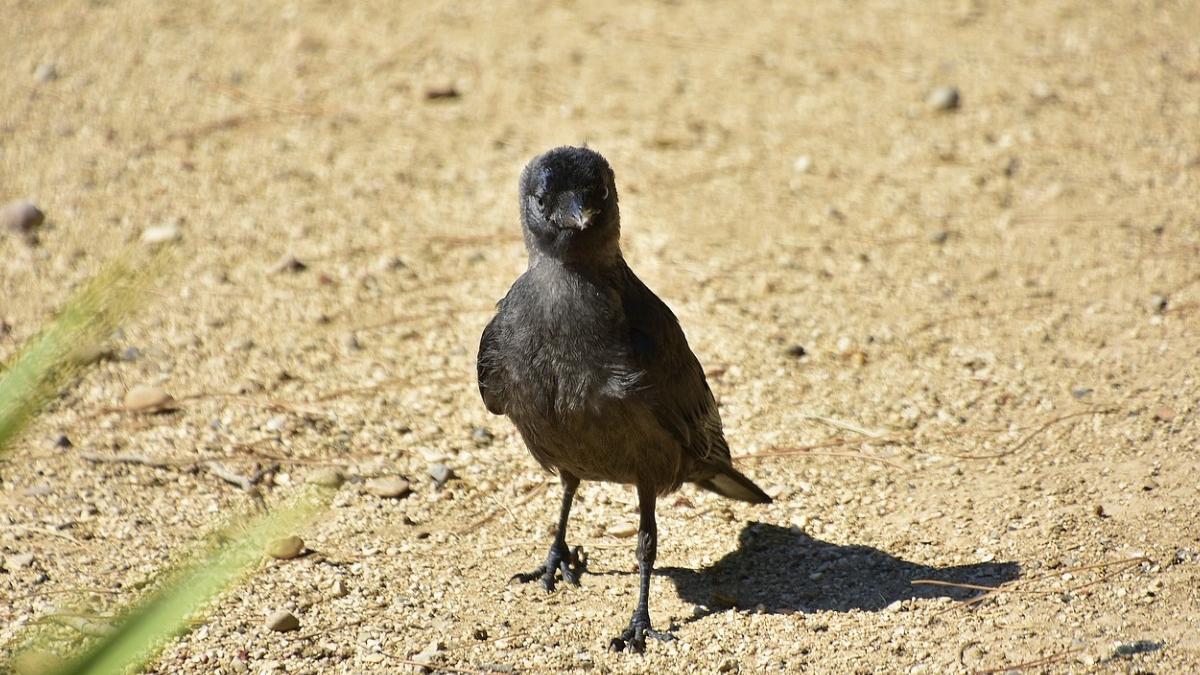 Plângere penală împotriva Spitalului de Urgență Suceava pentru ...