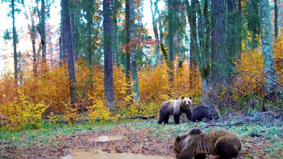 Imagini rare din Parcul Natural Apuseni. Lupi, cerbi şi urşi surprinși ...