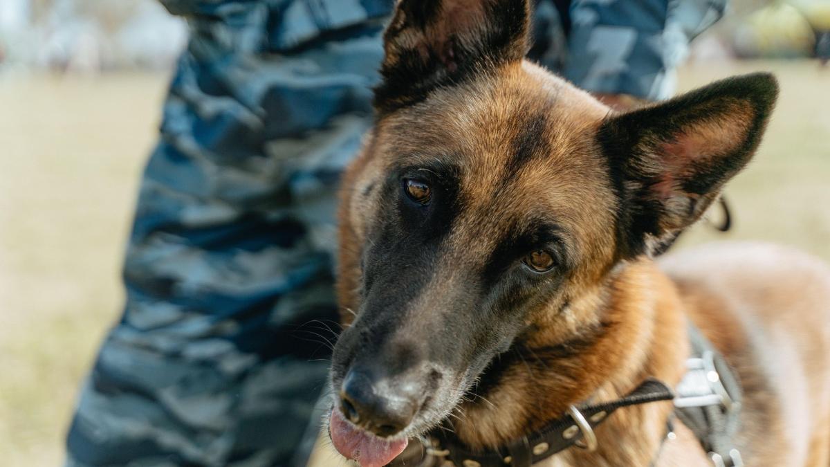 Câine polițist, mușcat de un bărbat, în timpul unei intervenții pe o ...