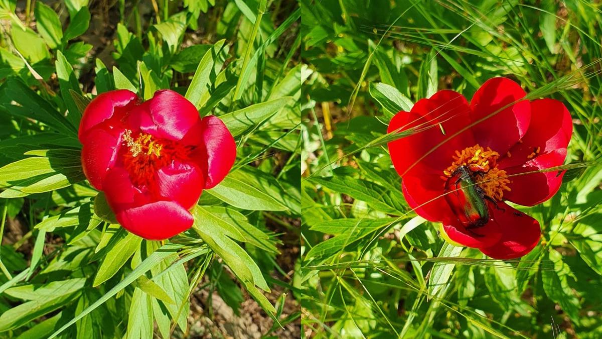 Greşeala pe care o facem după ce cumpărăm o floare nouă. Majoritatea nu ...