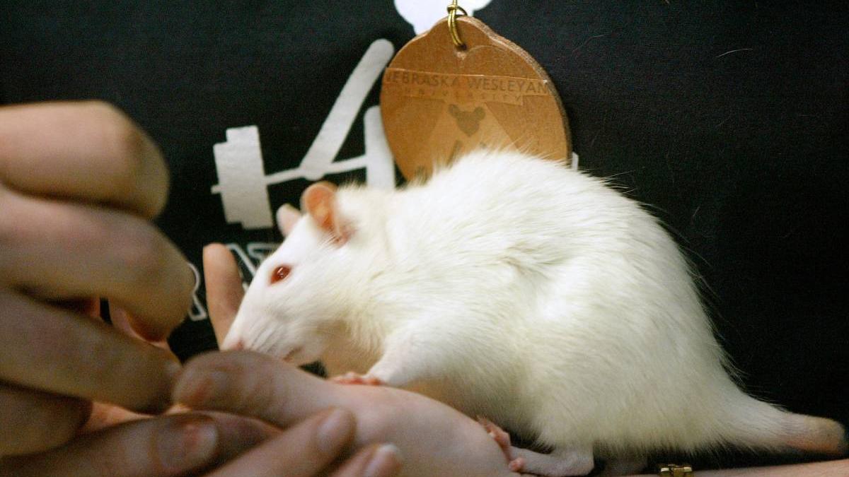 Leacul pentru chelie, pregătit în laboratoarele japonezilor. Salvarea ...