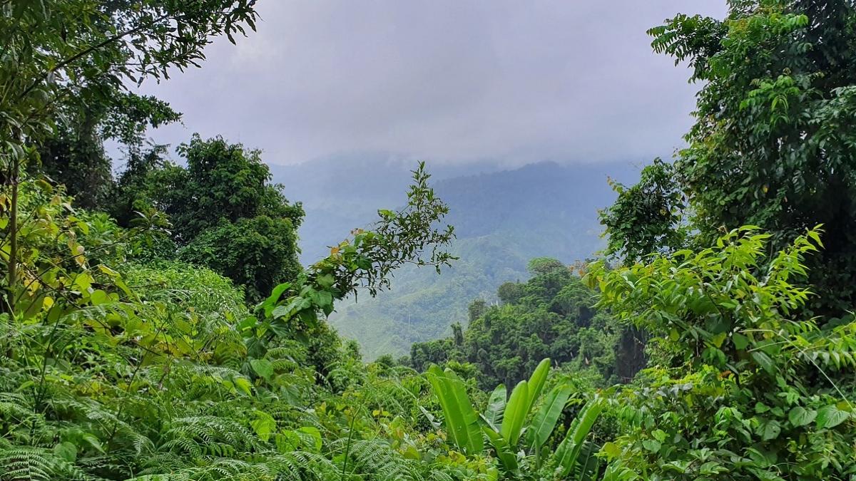 Cele mai mari națiuni cu păduri tropicale formează o alianță pentru ...