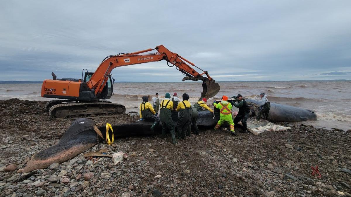 Un "monstru" marin, găsit mort cu 150 kilograme de unelte de pescuit în ...
