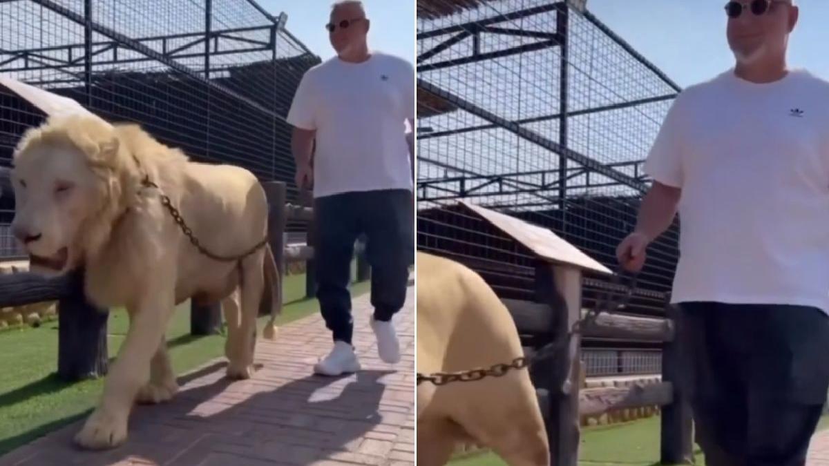 Cosmin Olăroiu a ieşit la plimbare cu leul în lesă. Imagini virale din ...