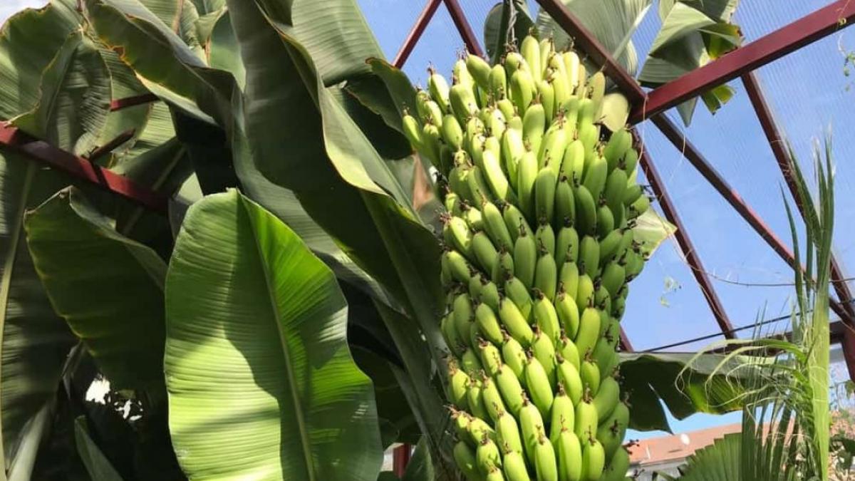 Orașul din România de unde poți lua banane din copac. Un adevărat ...