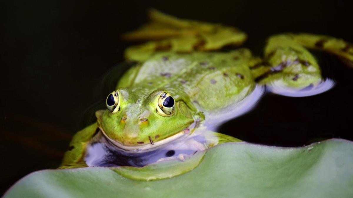 O broască a călătorit peste 6.000 de kilometri pe un pachet de banane ...