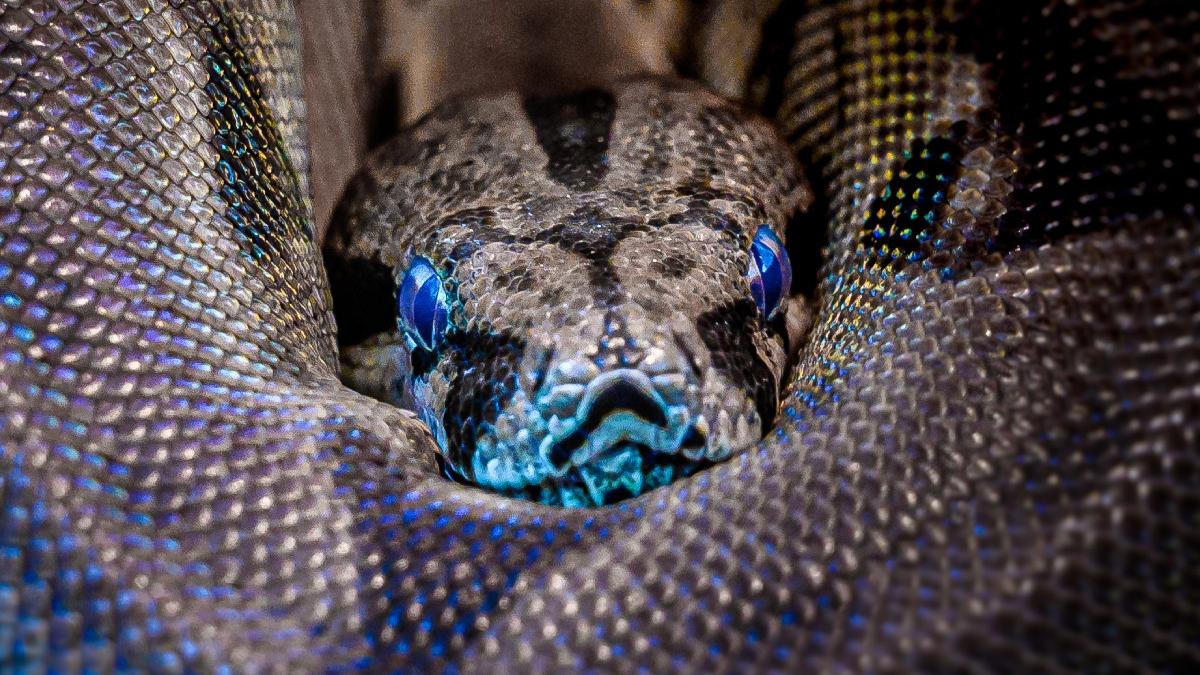 Un șarpe boa constrictor a fost găsit în bagajul de mână pe aeroportul ...