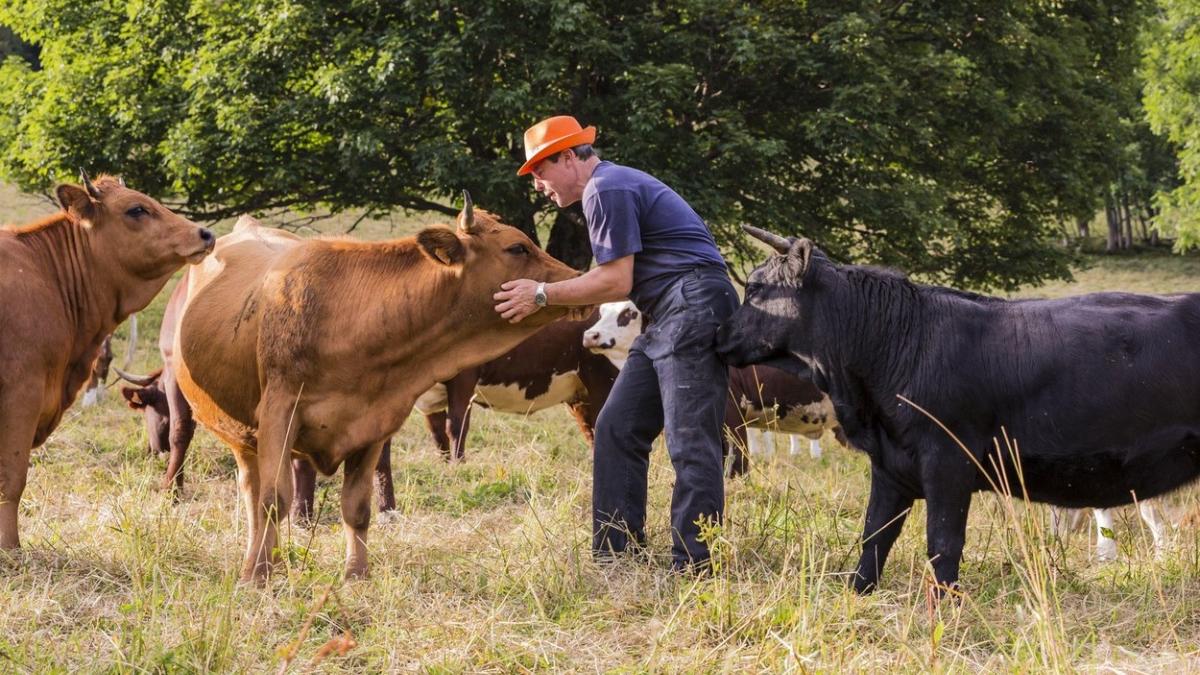 Bani pentru fermierii români, în 2023: Crescătorii de vaci de lapte și ...