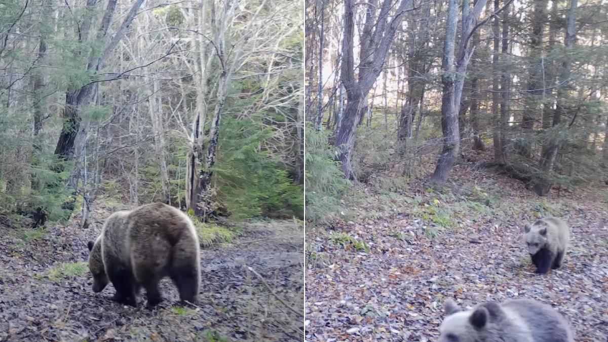 Imagini inedite cu o ursoaică și doi pui, în Parcul Natural Apuseni. Se ...