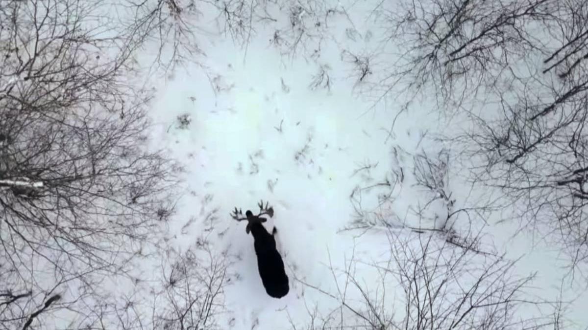 Imagini rare din Canada | Un bărbat a surprins momentul în care un elan ...