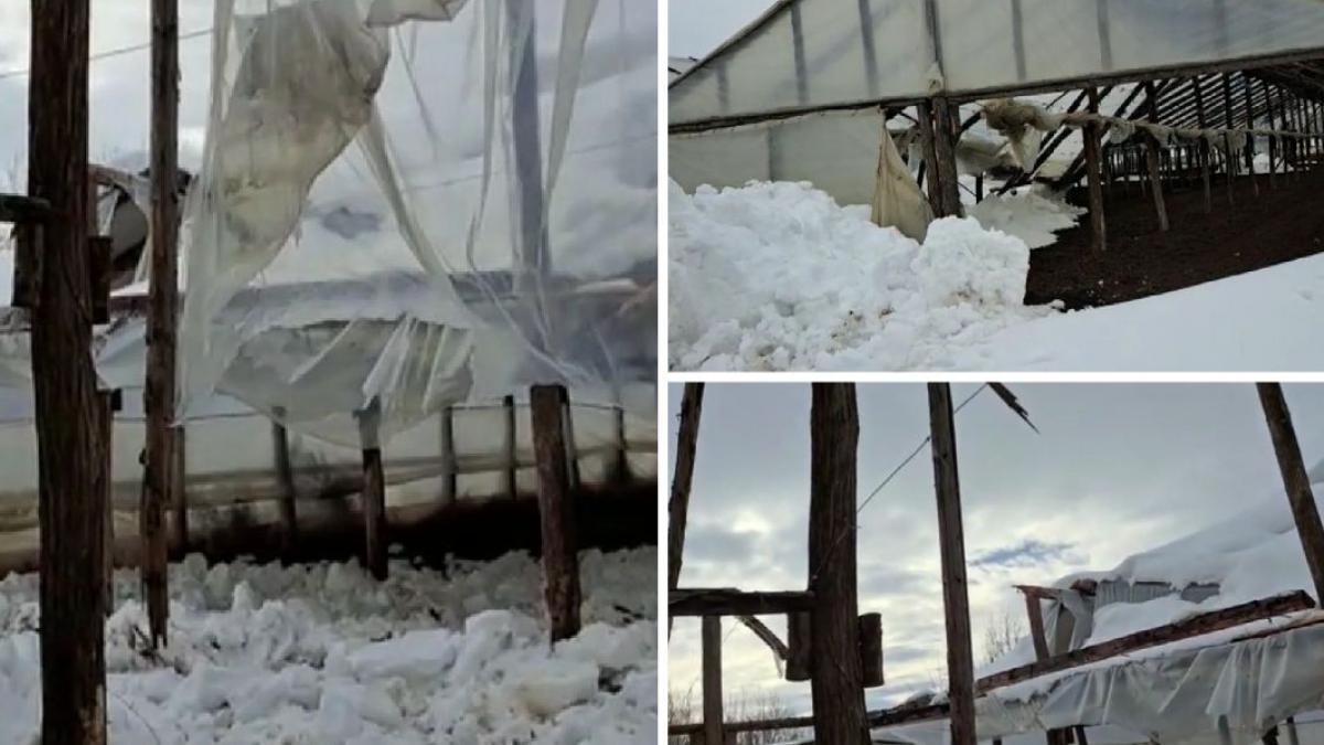 Sute de solarii cu legume au fost distruse de viscol şi zăpadă. Pagube ...